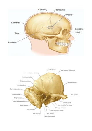 ANATOMIA.pdf