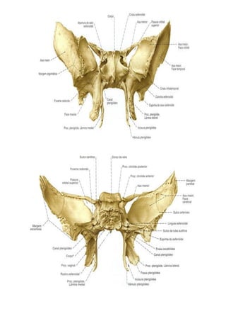 ANATOMIA.pdf
