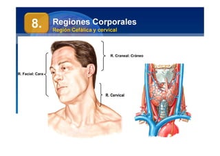 Anatomia.pdf