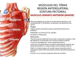 ANATOMIA. MUSCULOS+DEL+TORAX.pdf