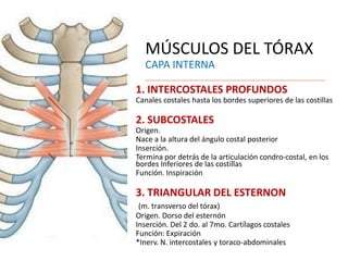 ANATOMIA. MUSCULOS+DEL+TORAX.pdf