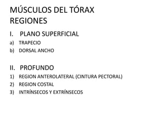 ANATOMIA. MUSCULOS+DEL+TORAX.pdf