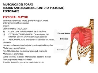 ANATOMIA. MUSCULOS+DEL+TORAX.pdf