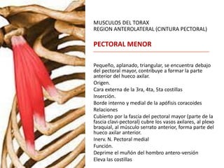 ANATOMIA. MUSCULOS+DEL+TORAX.pdf