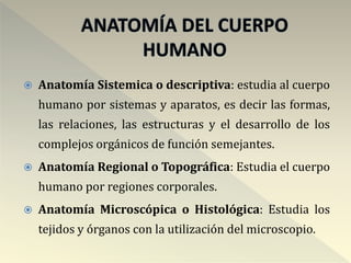 anatomia.pptx | Brain and Nervous System Disorders | Diseases and ...