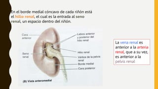 ANATOMIA renal2222222222222222222222.pptx