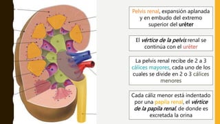 ANATOMIA renal2222222222222222222222.pptx