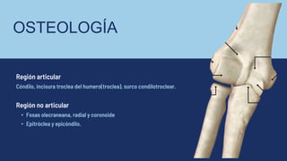 Anatomiadecodor1tyolatarjetcompar2423843.pptx