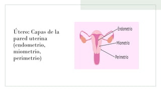 anatomia exposicion del utero ejemp.pptx