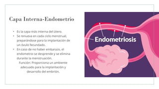 anatomia exposicion del utero ejemp.pptx