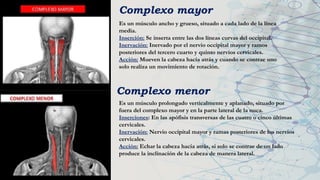 Anatomía power point parte superior de la parte posterior | PPTX