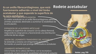 presentacion Anatomica del miembro inferior | PPTX