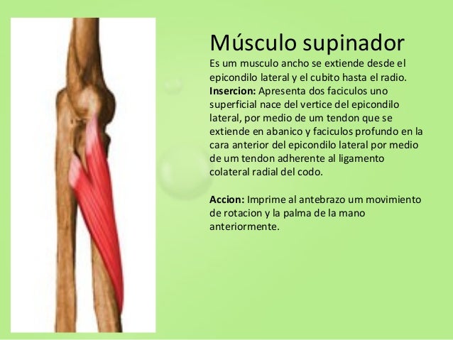 Anatomia ..(3)