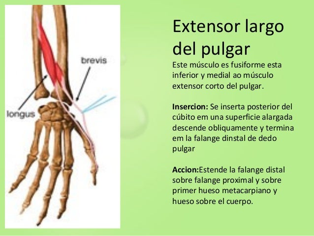 Anatomia ..(3)
