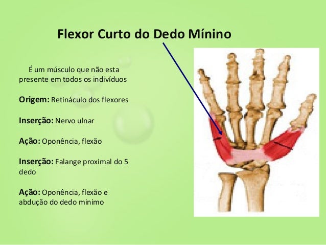 Anatomia ..(3)