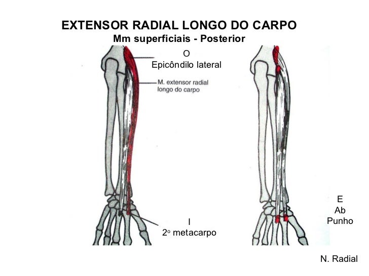 Anatomia Ações Musculares