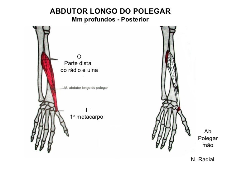 Anatomia Ações Musculares