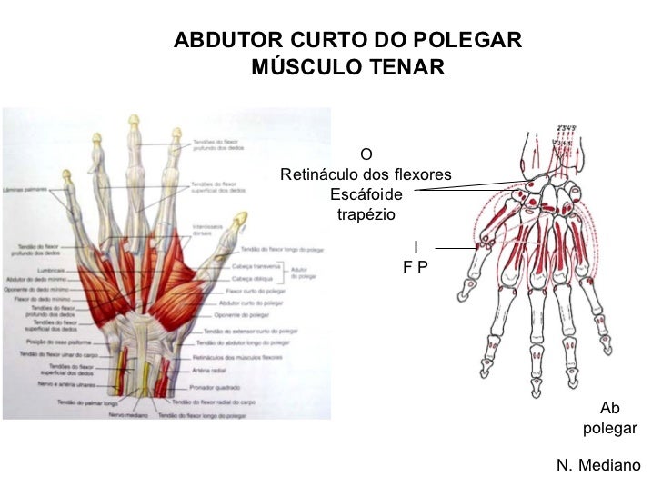 Anatomia Ações Musculares
