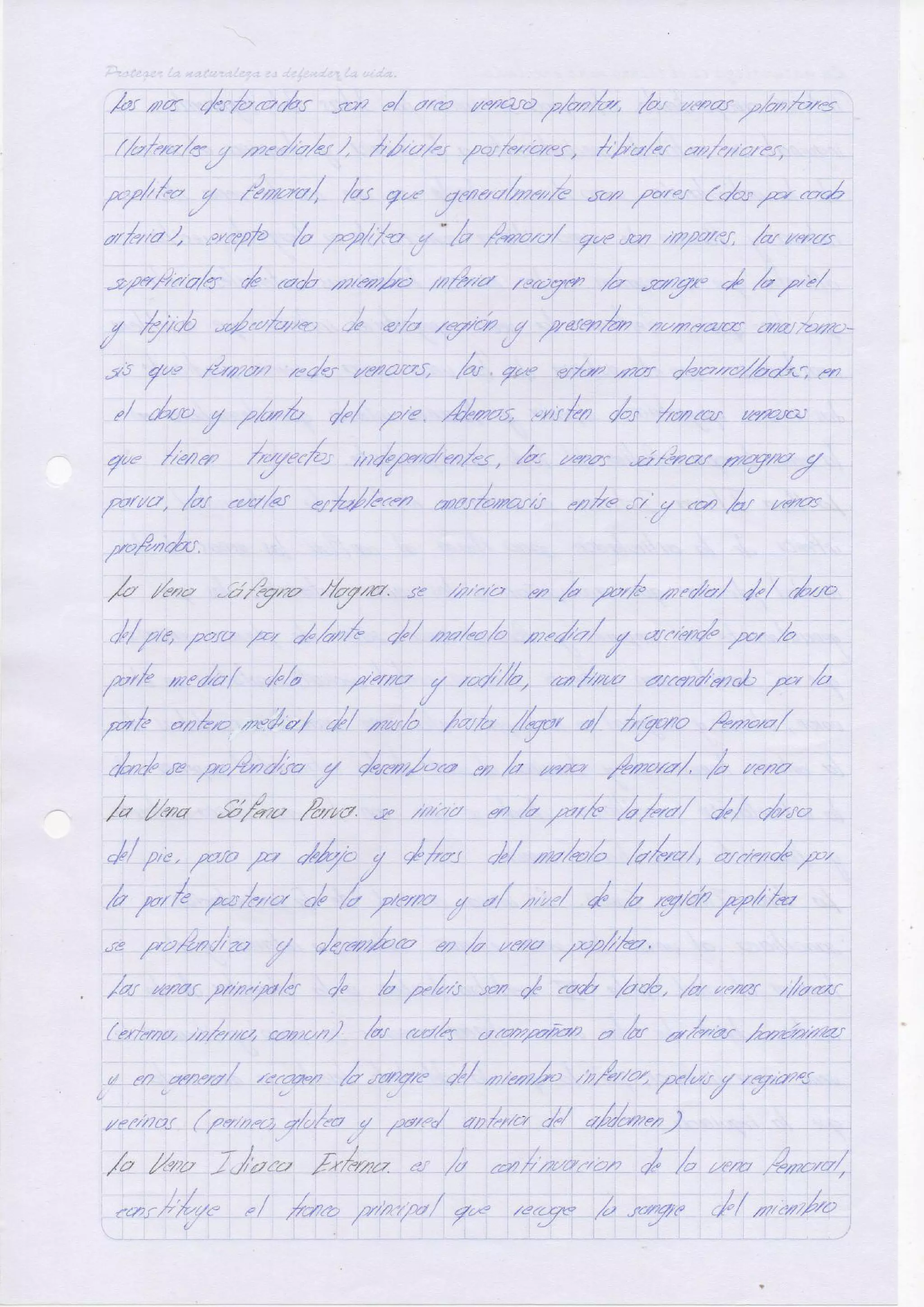 Anatomia arterias-ilovepdf-compressed | PDF