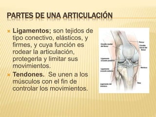 Anatomia articulaciones. | PPTX