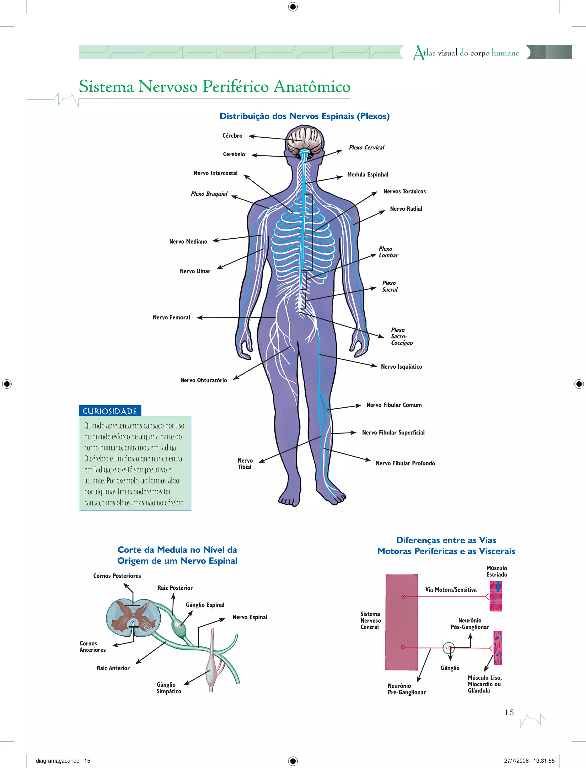 Dermatomos Vista Posterior Atlas De Anatomia Do Corpo