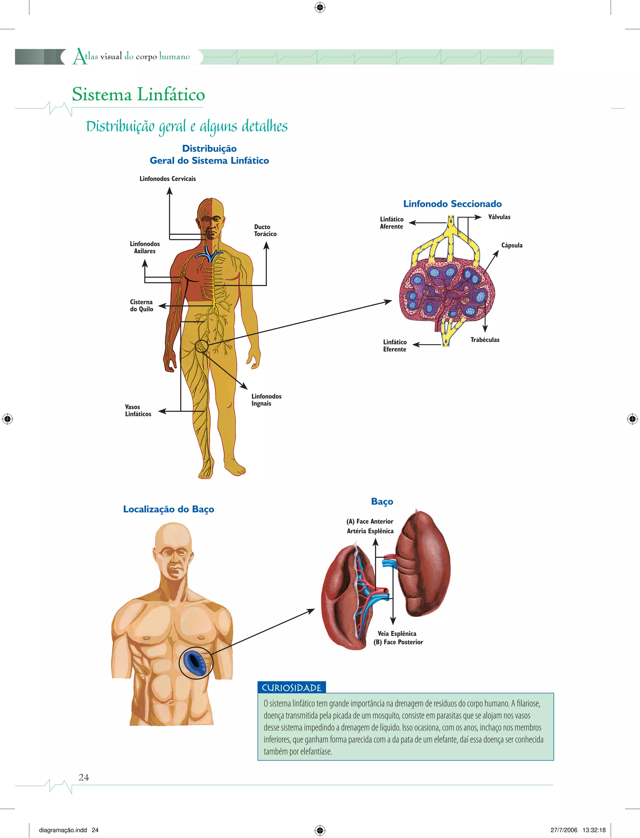 Anatomia Atlas Visual Do Corpo Humano Pdf