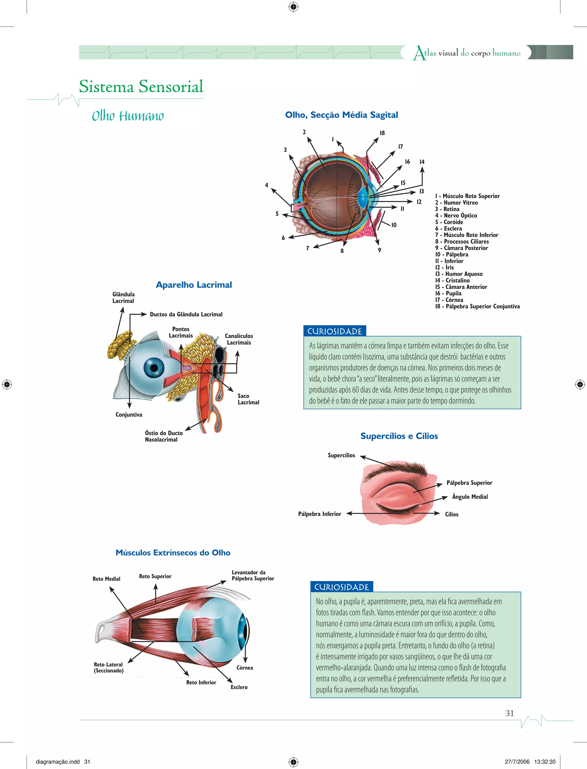 Anatomia - Atlas Visual do Corpo Humano.PDF
