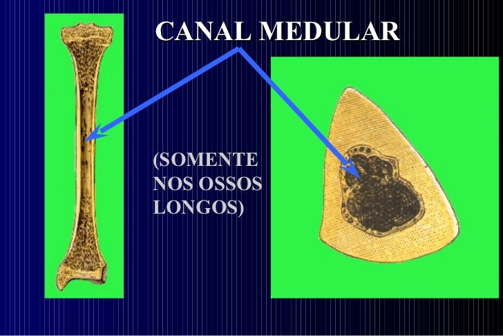 Anatomia aula 03 ( osteologia )