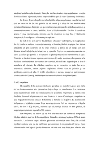 Anatomia aves-10 | PDF