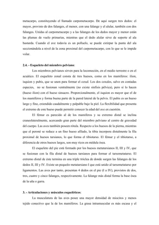 Anatomia aves-10 | PDF