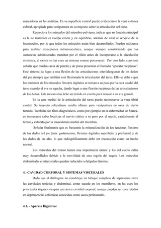 Anatomia aves-10 | PDF