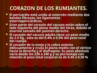 ANATOMIA - BOVINOS - ZOOTECNIA ESTUDIOS.pptx