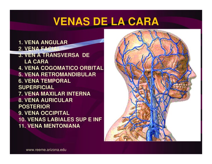 Anatomia Cabeza