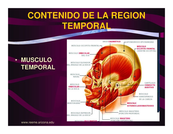 Anatomia Cabeza