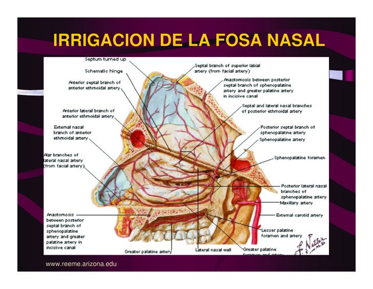 Anatomia Cabeza