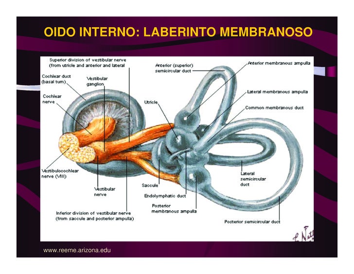 Anatomia Cabeza