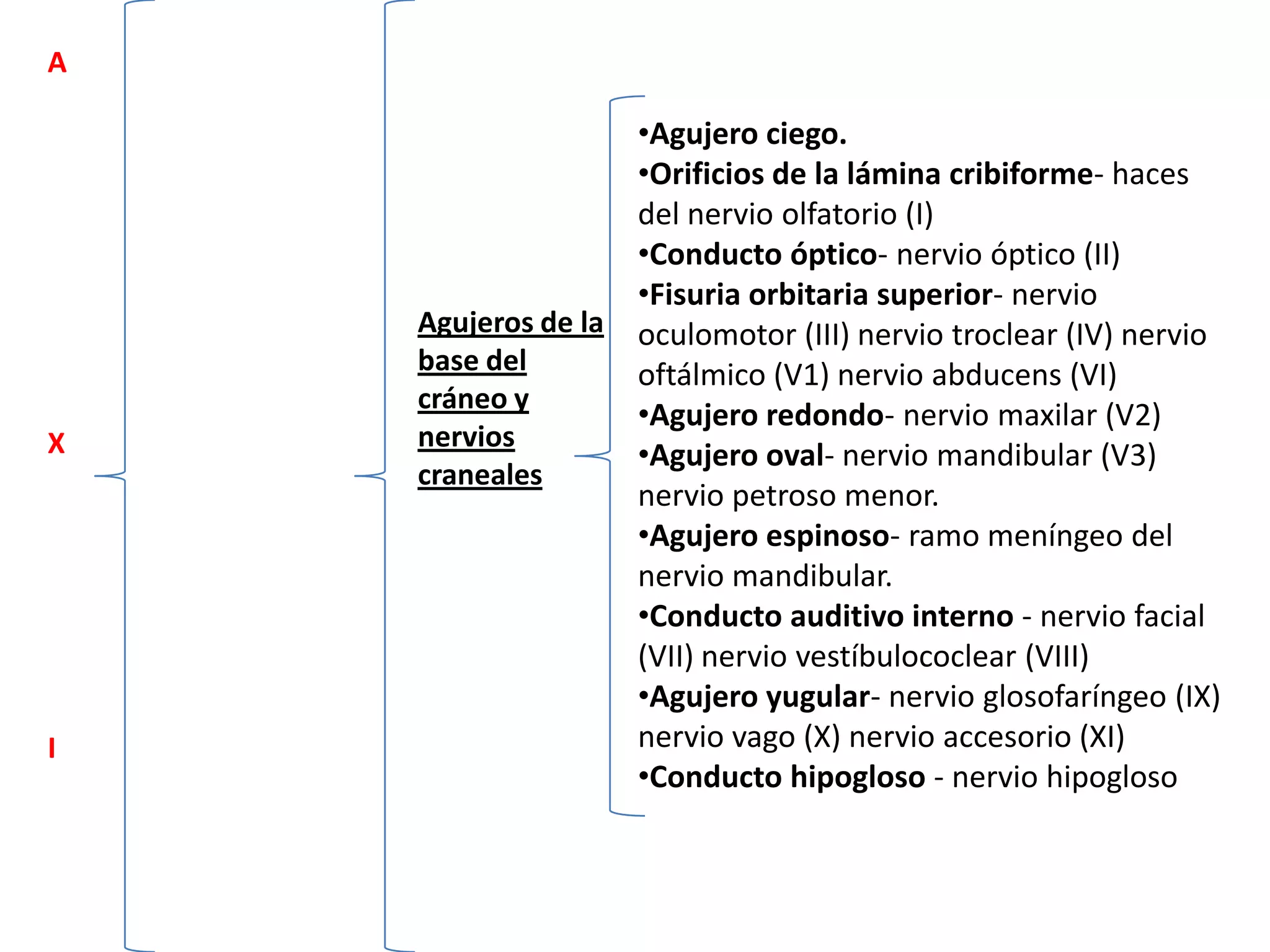 Anatomia cabeza | PPTX