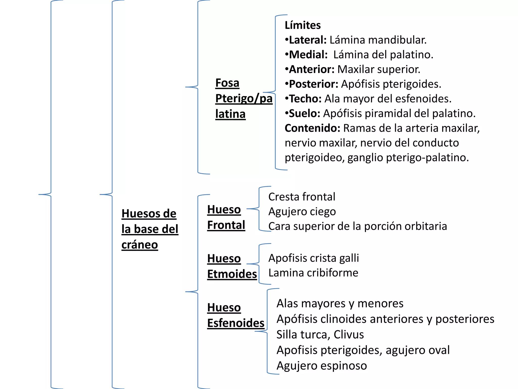 Anatomia cabeza | PPTX