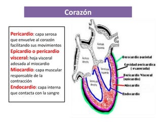 Anatomia CARDIACA | PPTX