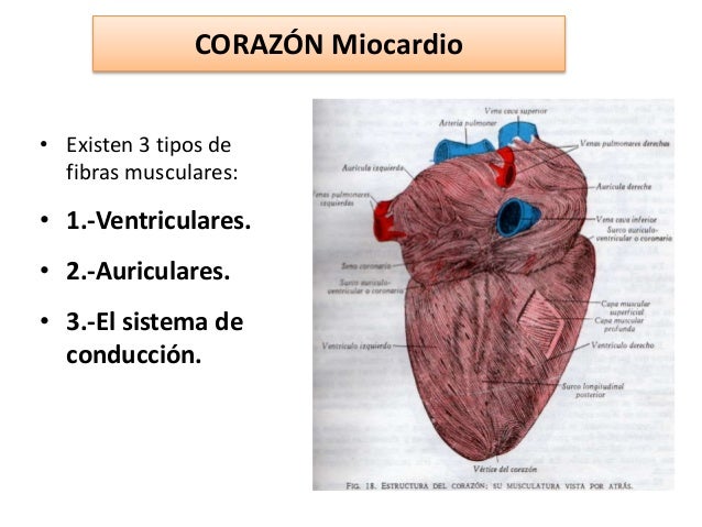 Anatomia CARDIACA