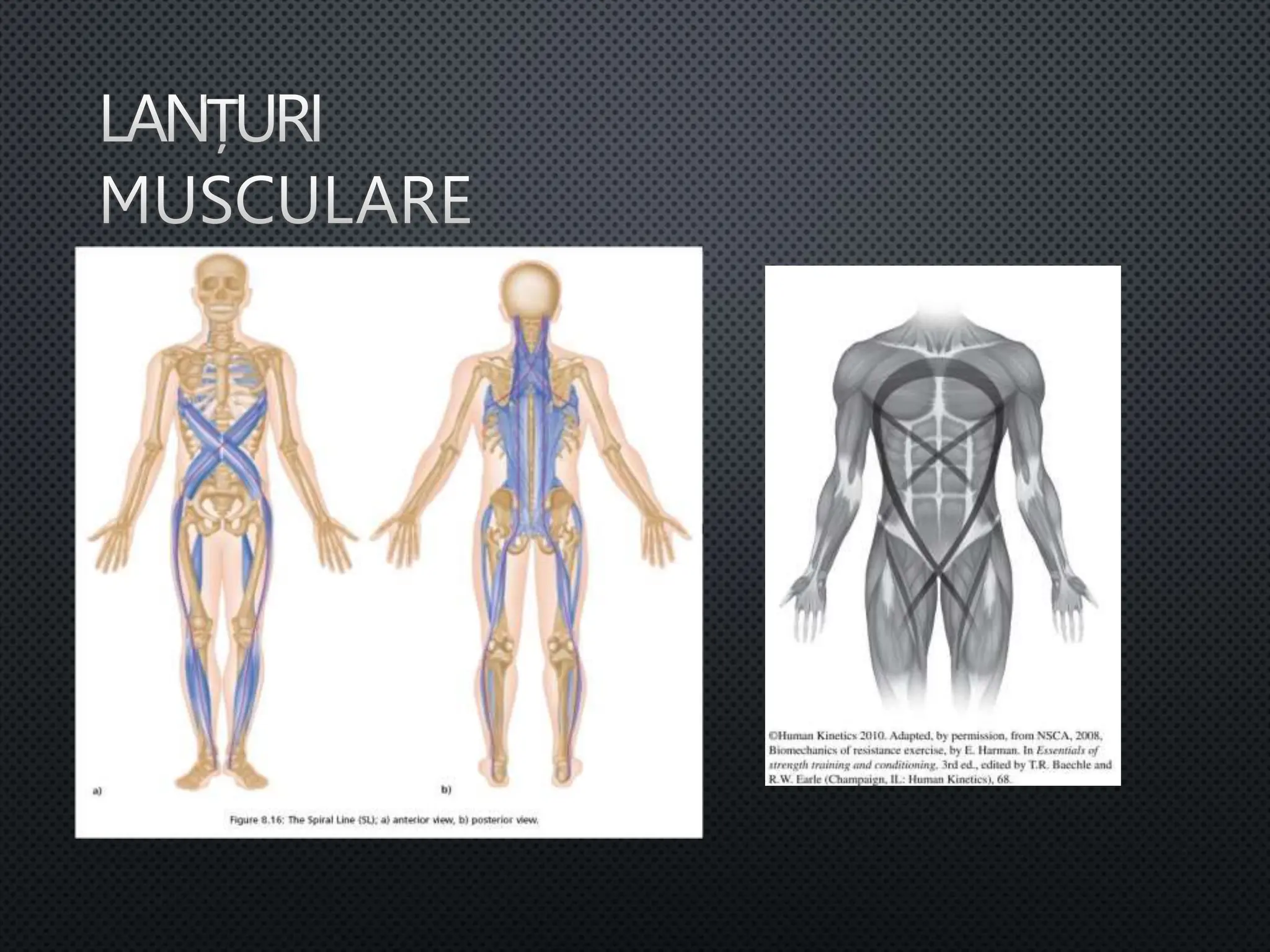 ANATOMIA-COLOANEI-VERTEBRALE........pptx