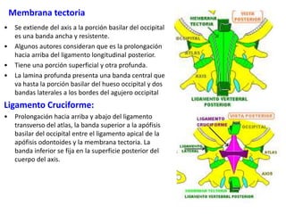 Anatomia columna vertebral | PPTX