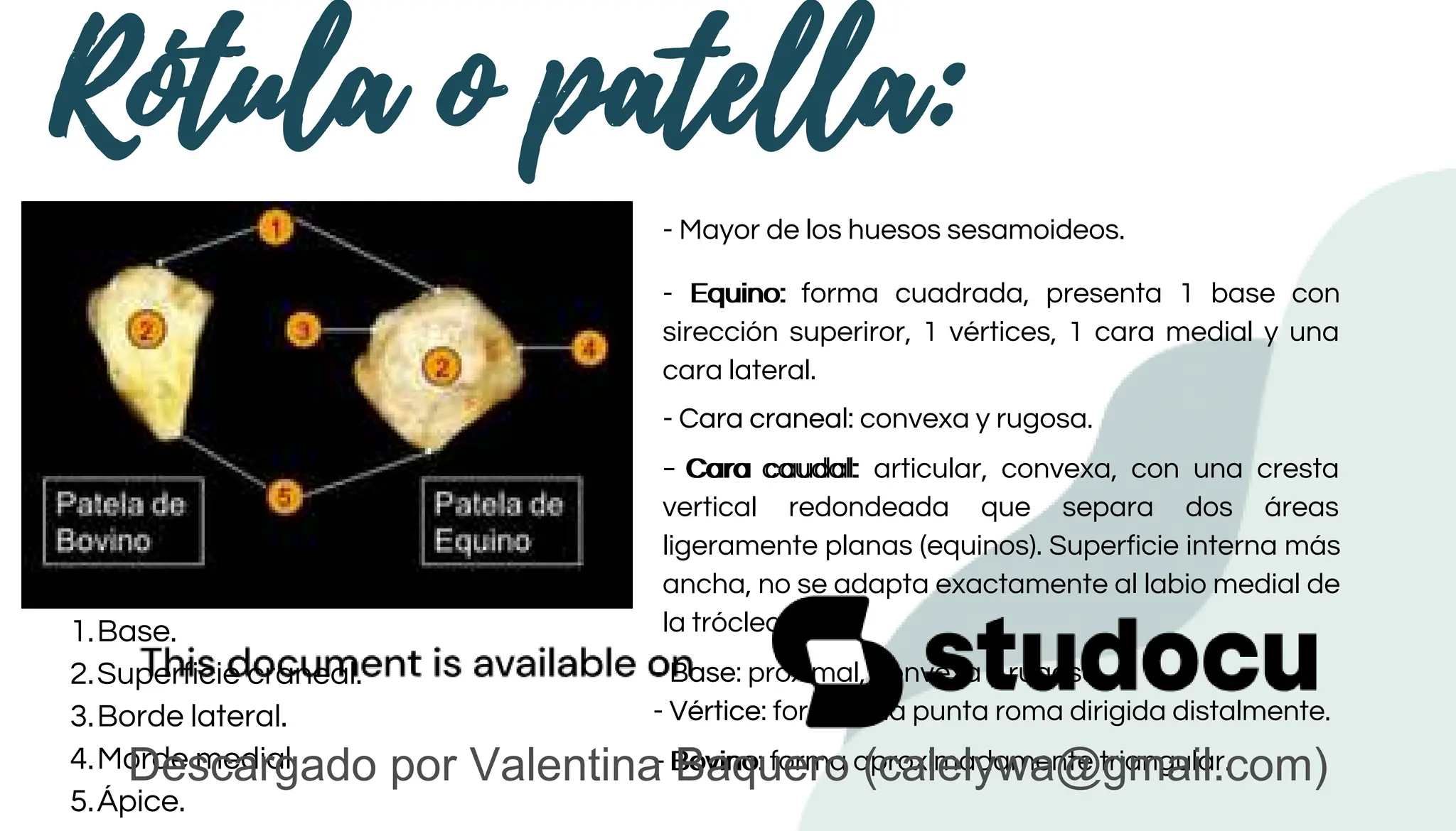 anatomia-comparada-bovino-equino-miembro-pelviano-grupo-2.pdf