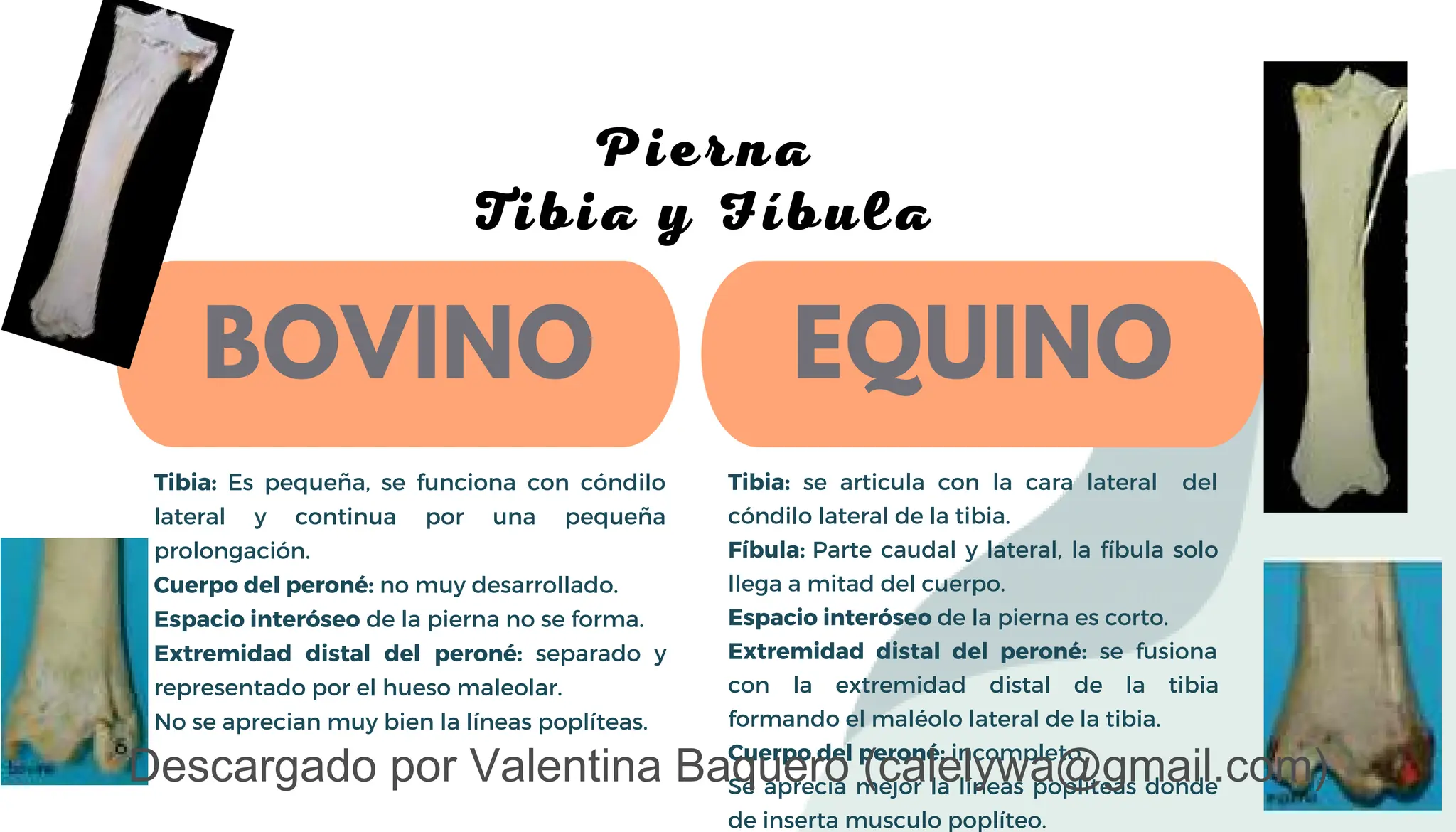 anatomia-comparada-bovino-equino-miembro-pelviano-grupo-2.pdf