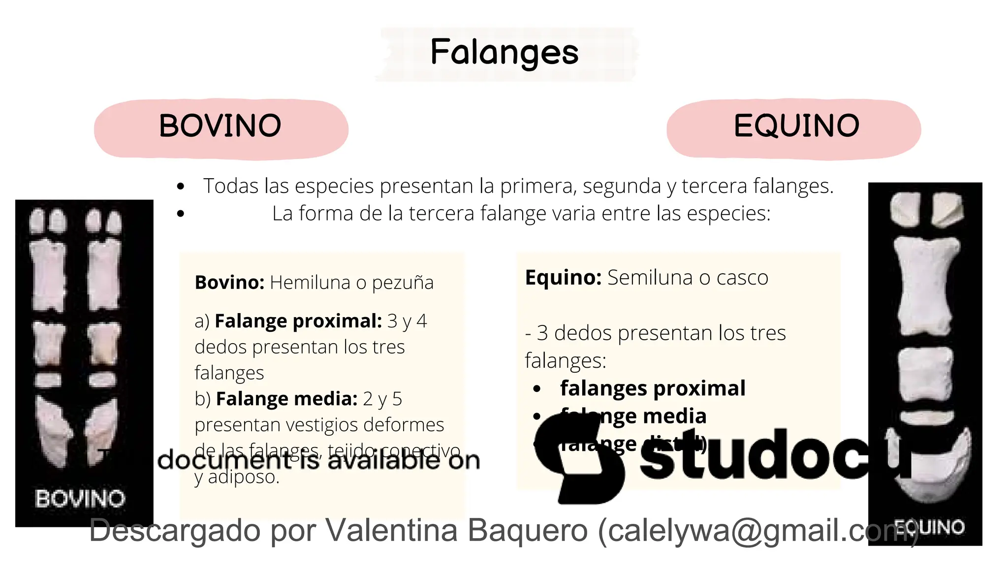 anatomia-comparada-bovino-equino-miembro-pelviano-grupo-2.pdf