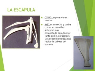 Anatomia comparativa de todas las espesies domesticas | PPTX