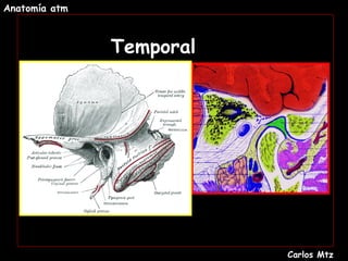ANATOMIA DE ATM | PPT