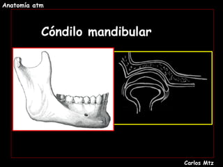 ANATOMIA DE ATM | PPT