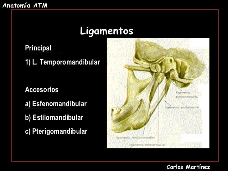ANATOMIA DE ATM