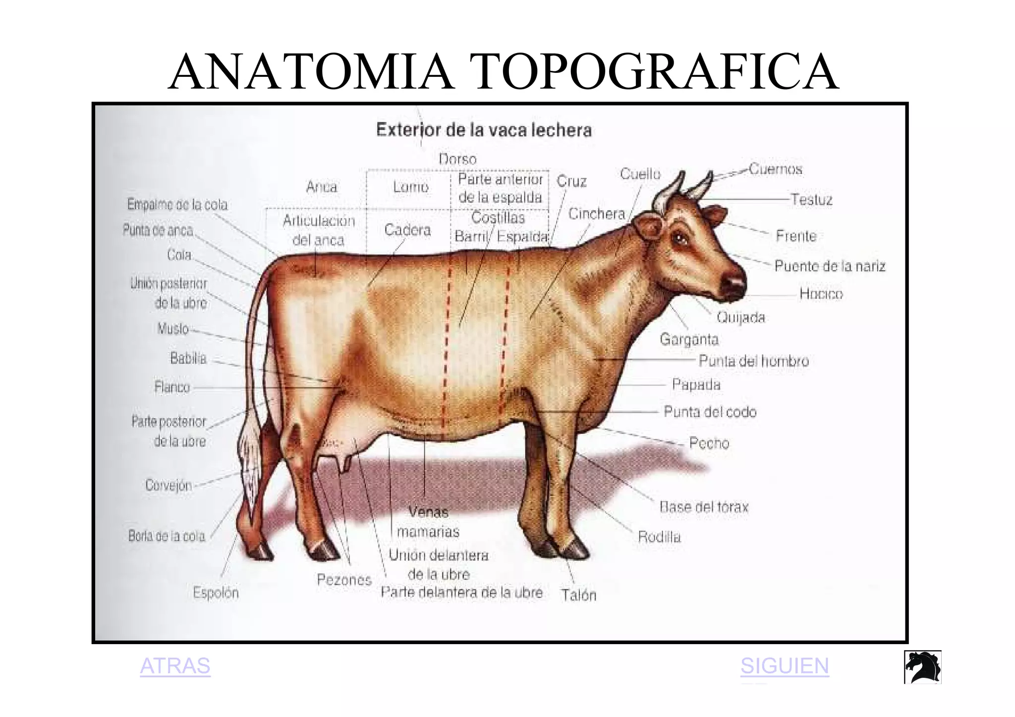 Anatomia de-bovino | PDF